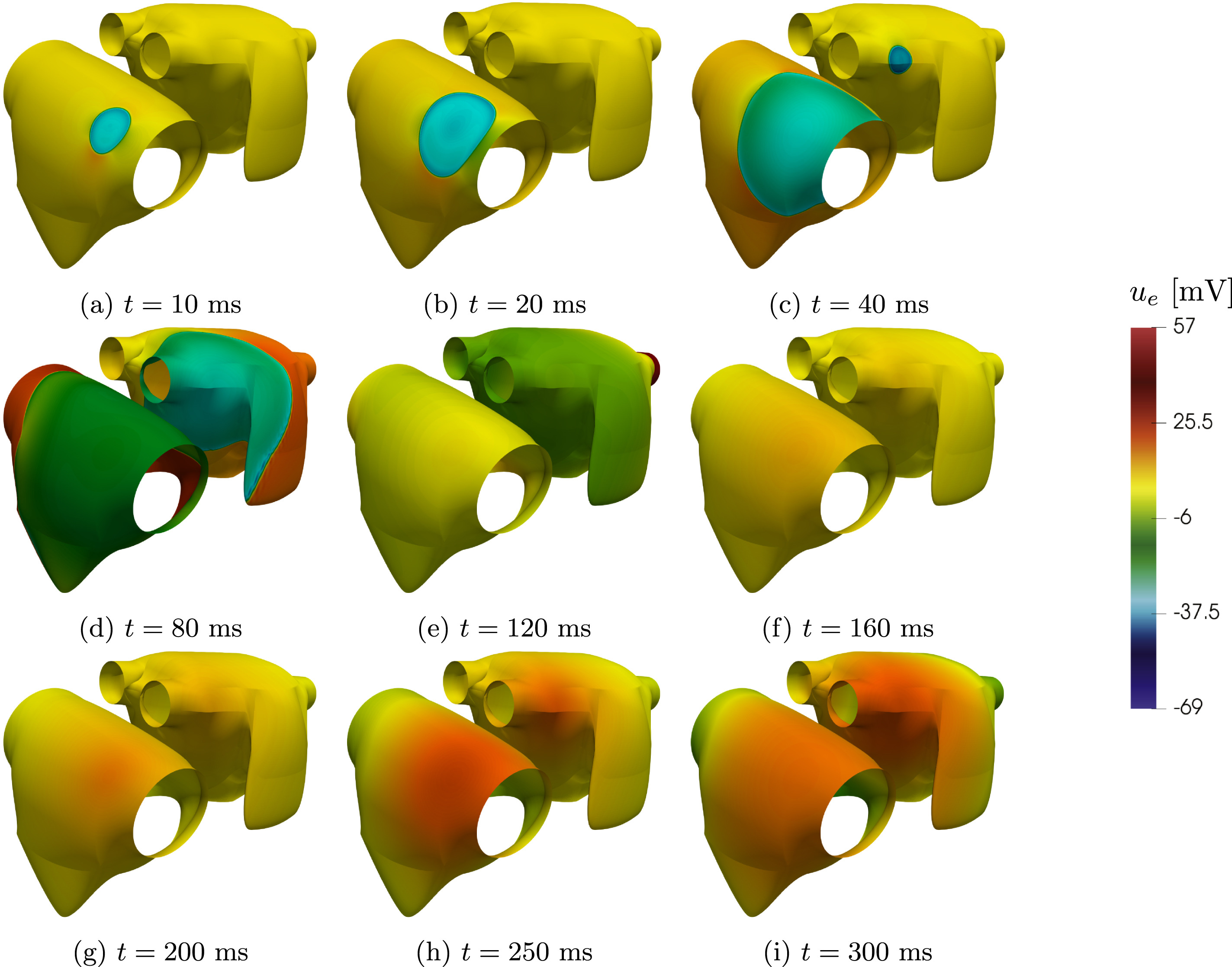 Isogeometric Analysis Of The Electrophysiology In The Human Heart