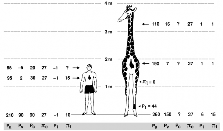 The incredible cardio-circulatory system of giraffes : a challenge to ...